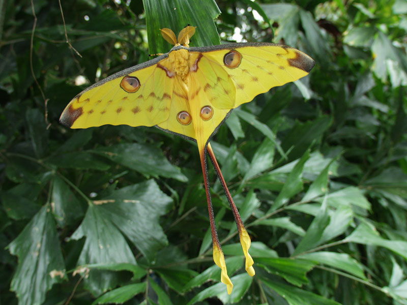 Madagascar Moon Moth Or Giant Comet Moth Madagascar Moon Moth Or Giant Comet Moth